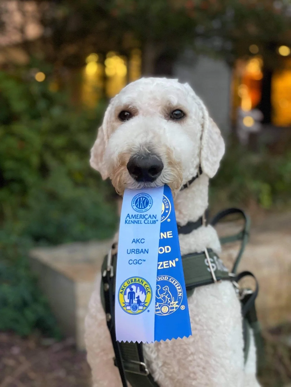 Mission Pawsible | Pittsburgh Dog Training