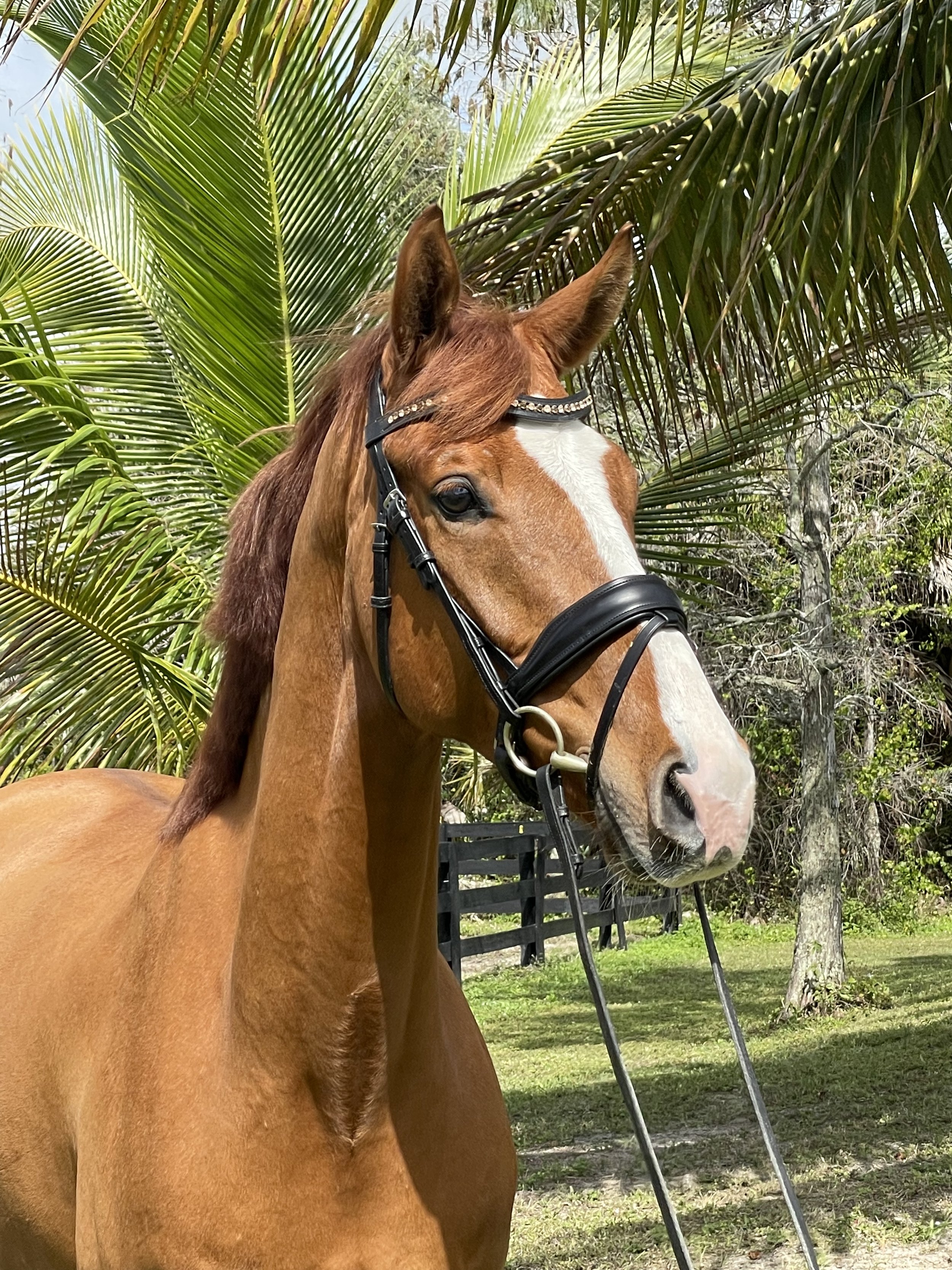 Danish Warmbloods — Andreasen Warmbloods