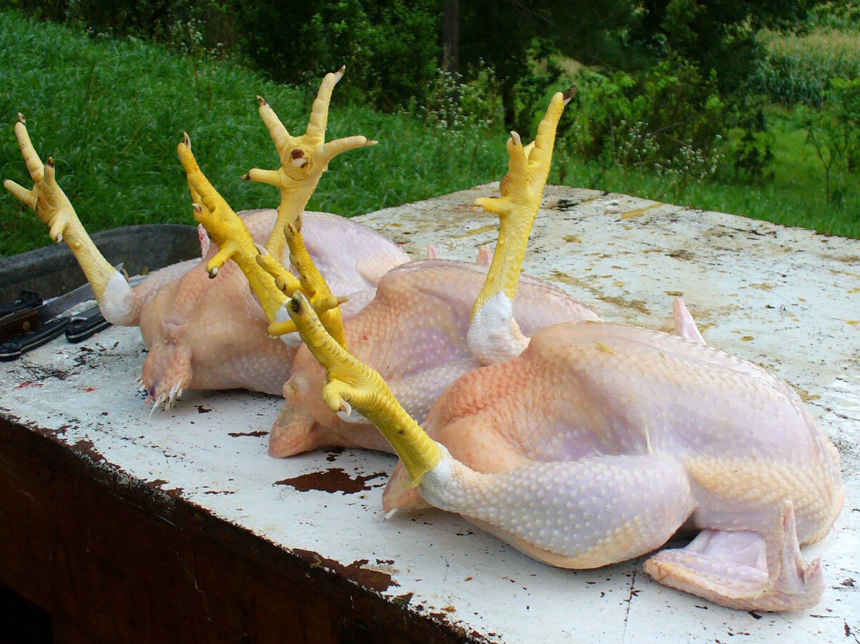 Chicken Butchering, with Jacob Hundt — Driftless Folk School