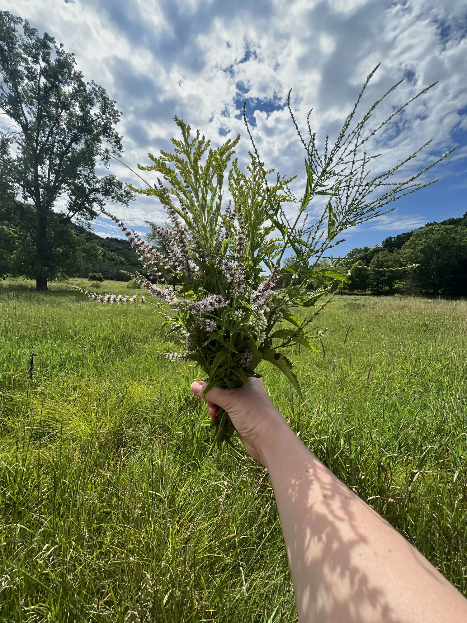 Plant Wisdom: Observation, Sensory and Field Botany for Herbalists and ...