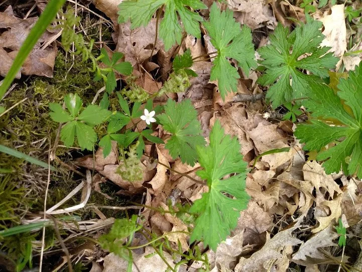 Spring Ephemeral Field Biology, with Vicki Ramsay — Driftless Folk School