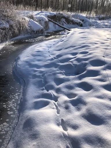 Learning from the Land in Winter, with Nicholas WazeeGale — Driftless ...
