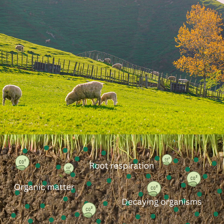 What is carbon farming? — Balala Station