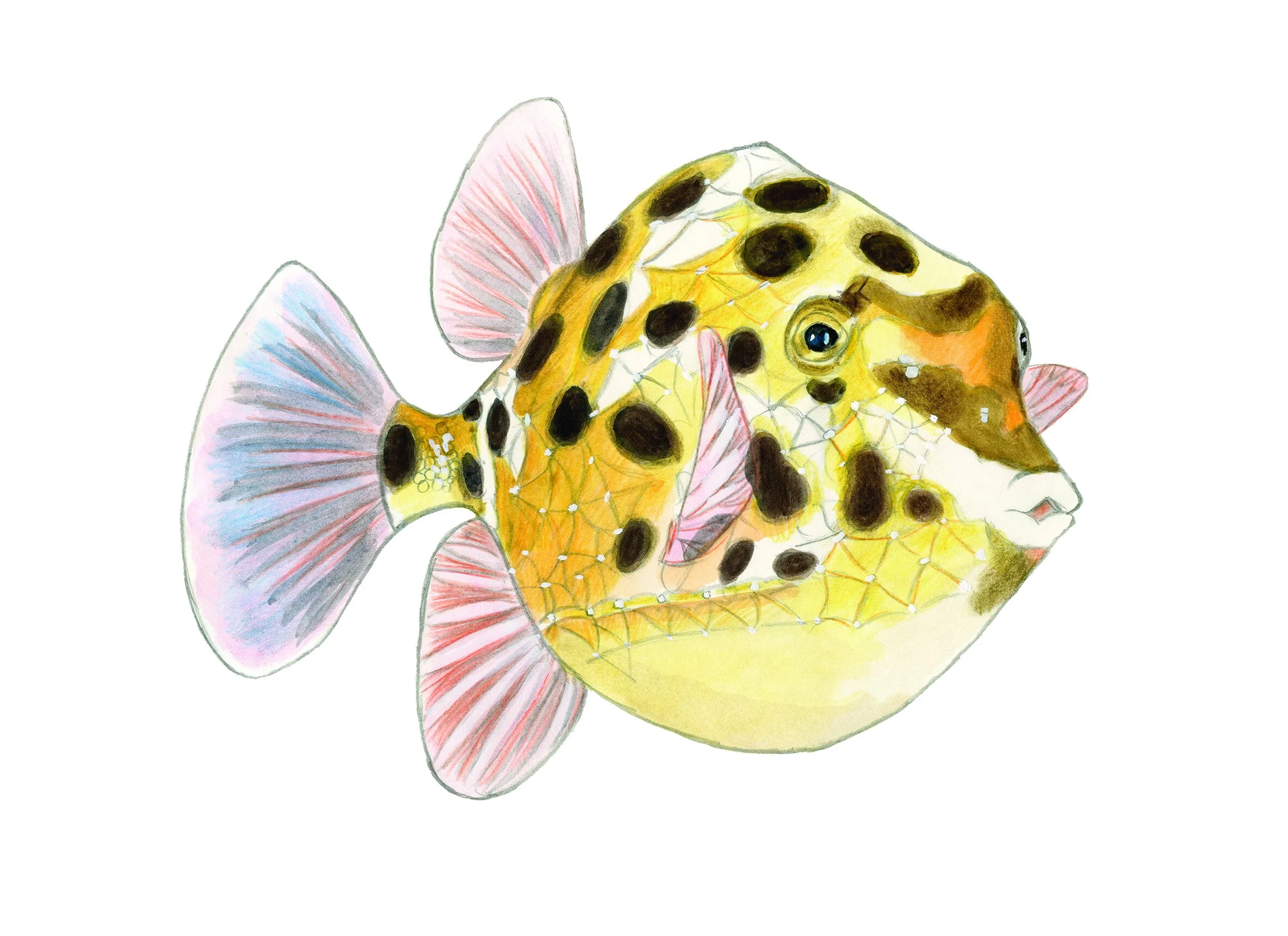 Illustration — Cave Design