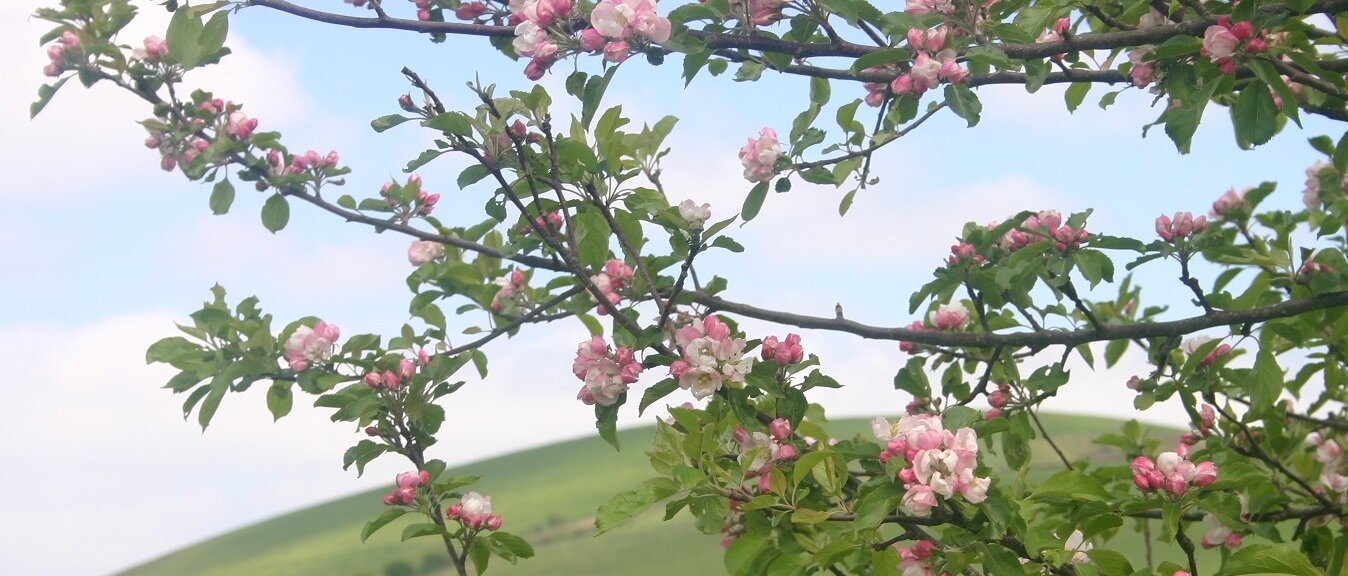 Welsh Mountain Cider