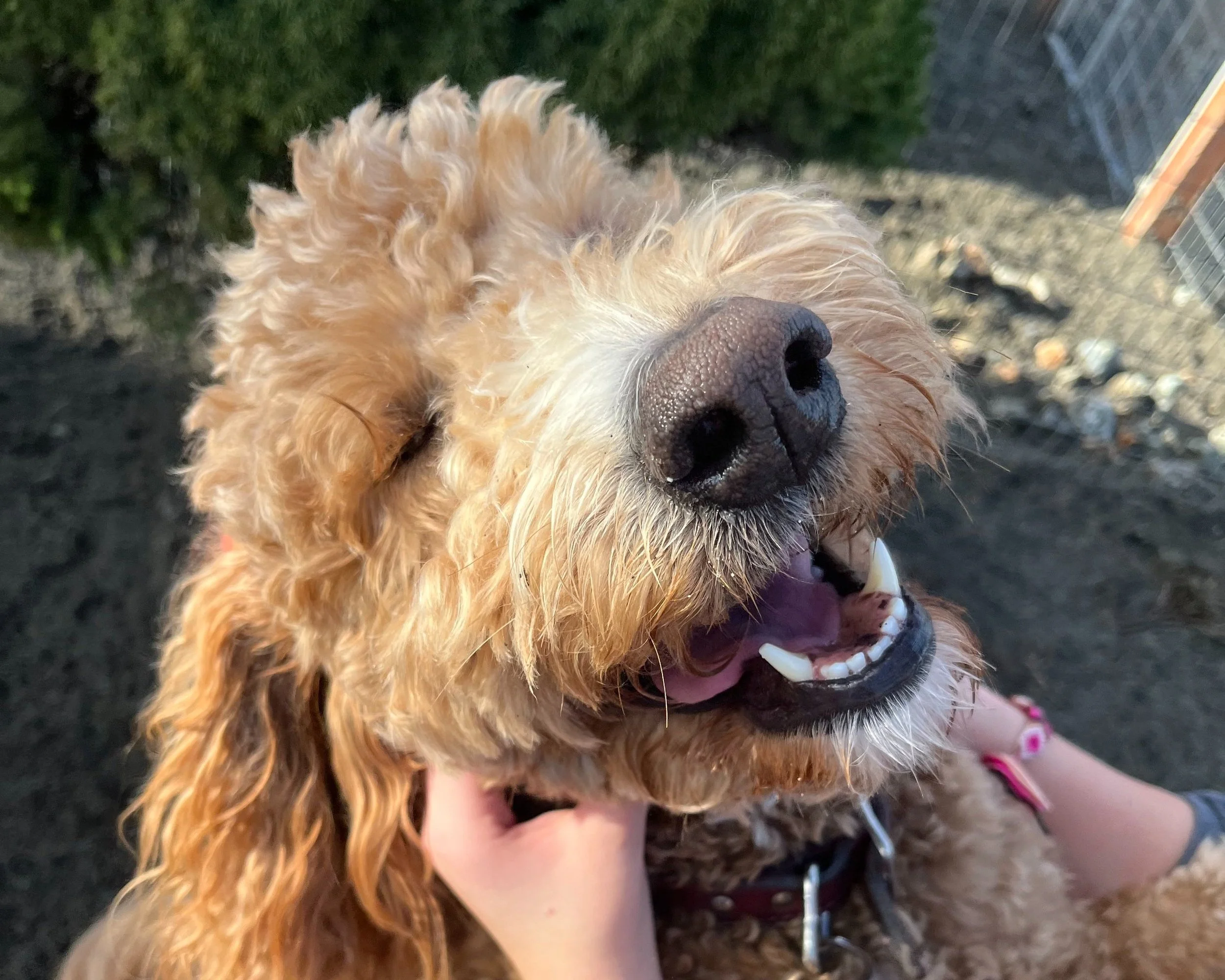 Rates & Services — Posh Paws City Kennel