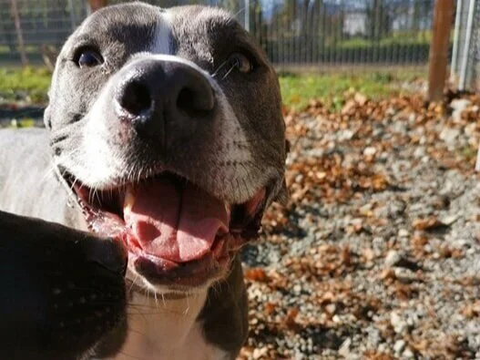 Posh Paws City Kennel