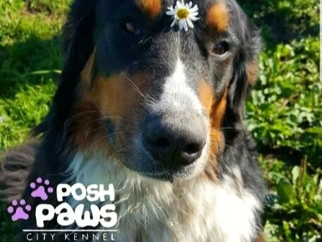 Posh Paws City Kennel