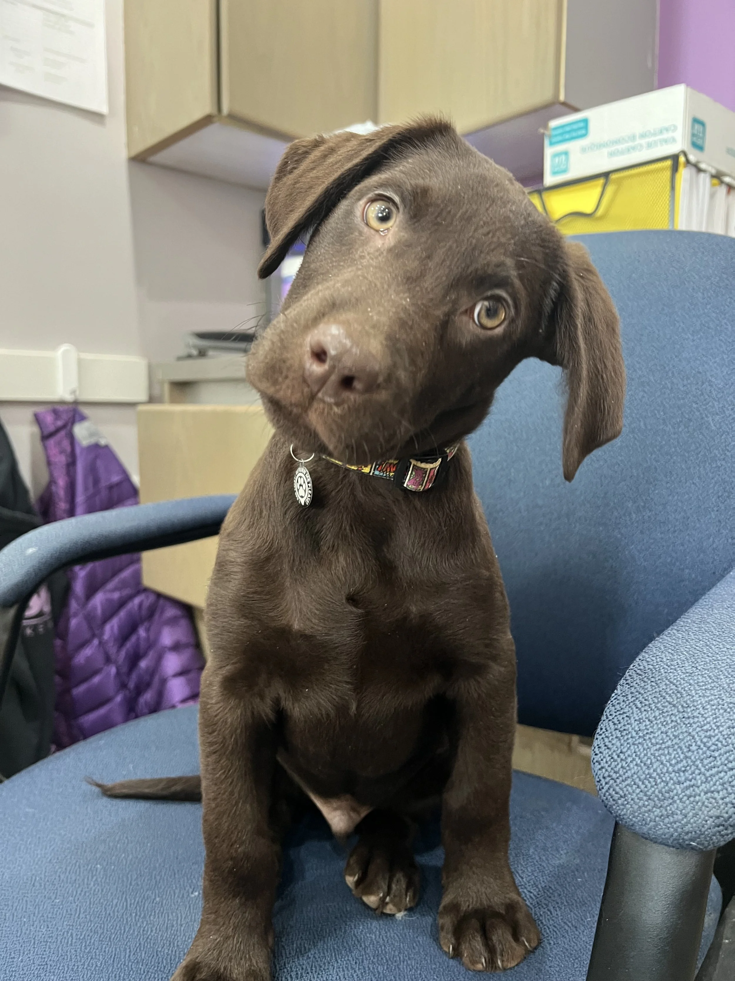 Rates & Services — Posh Paws City Kennel