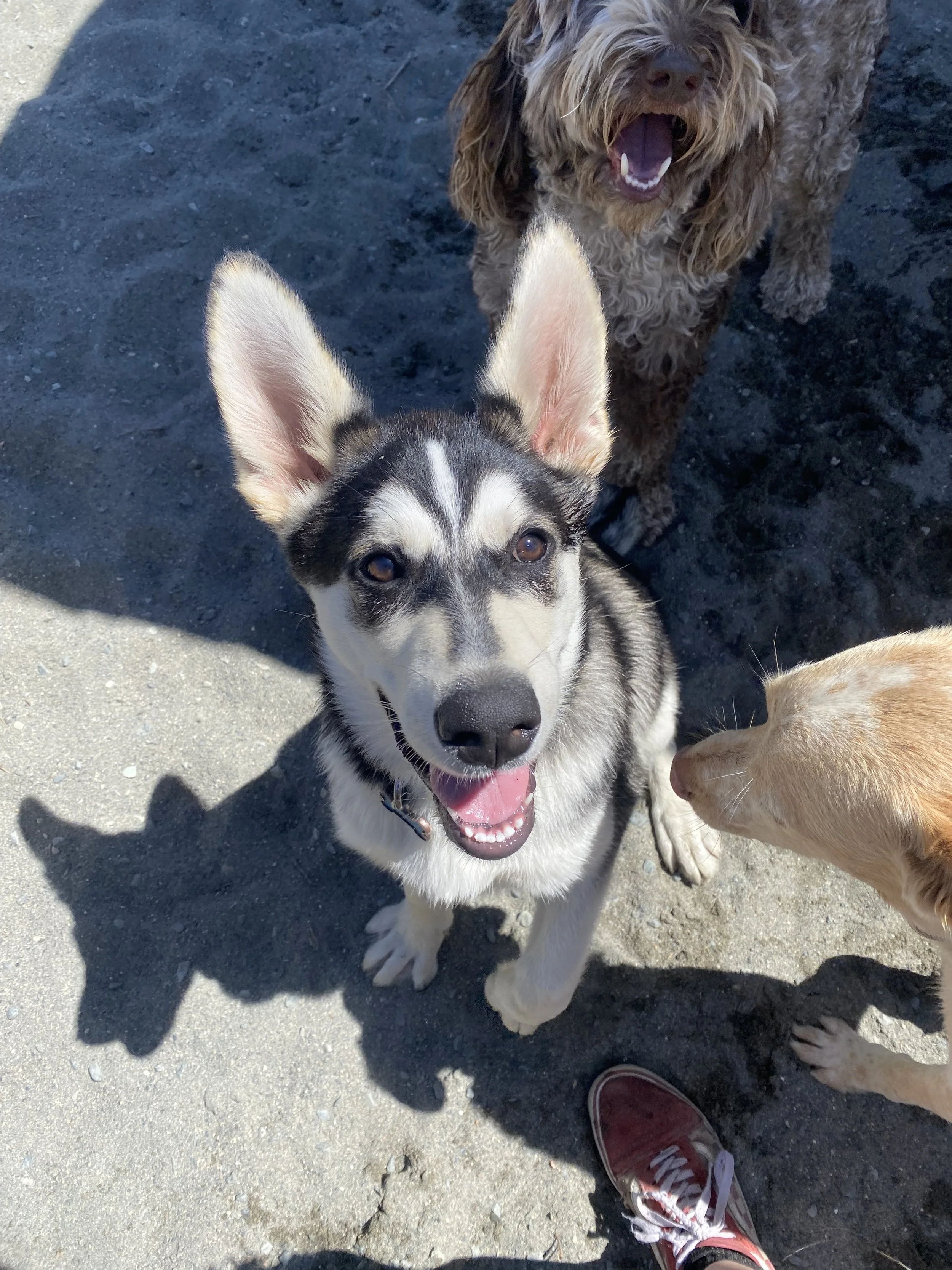 Our Pups — Posh Paws City Kennel