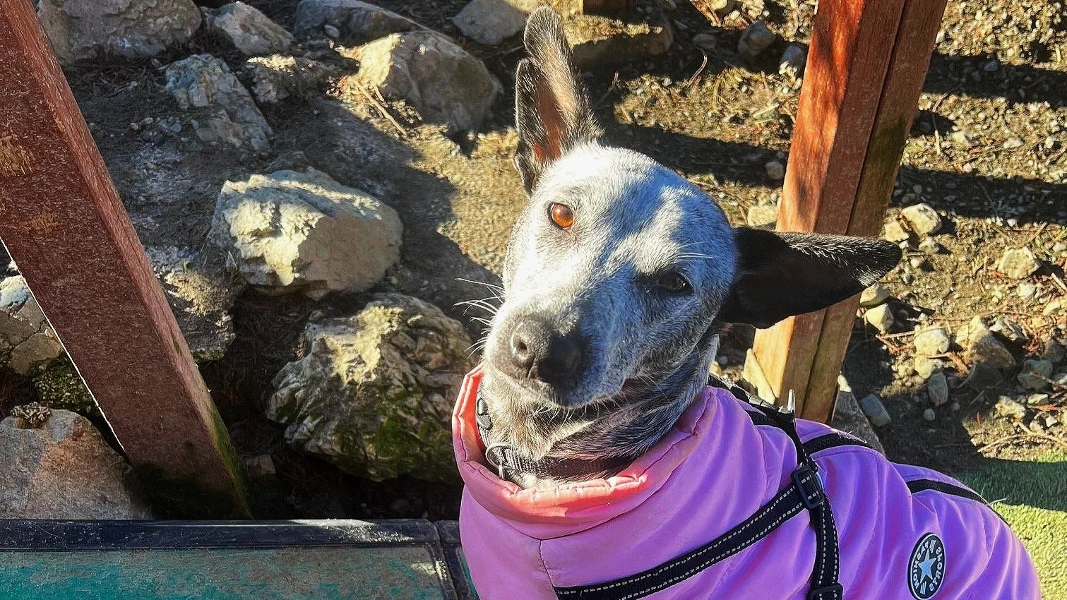 Gallery — Posh Paws City Kennel