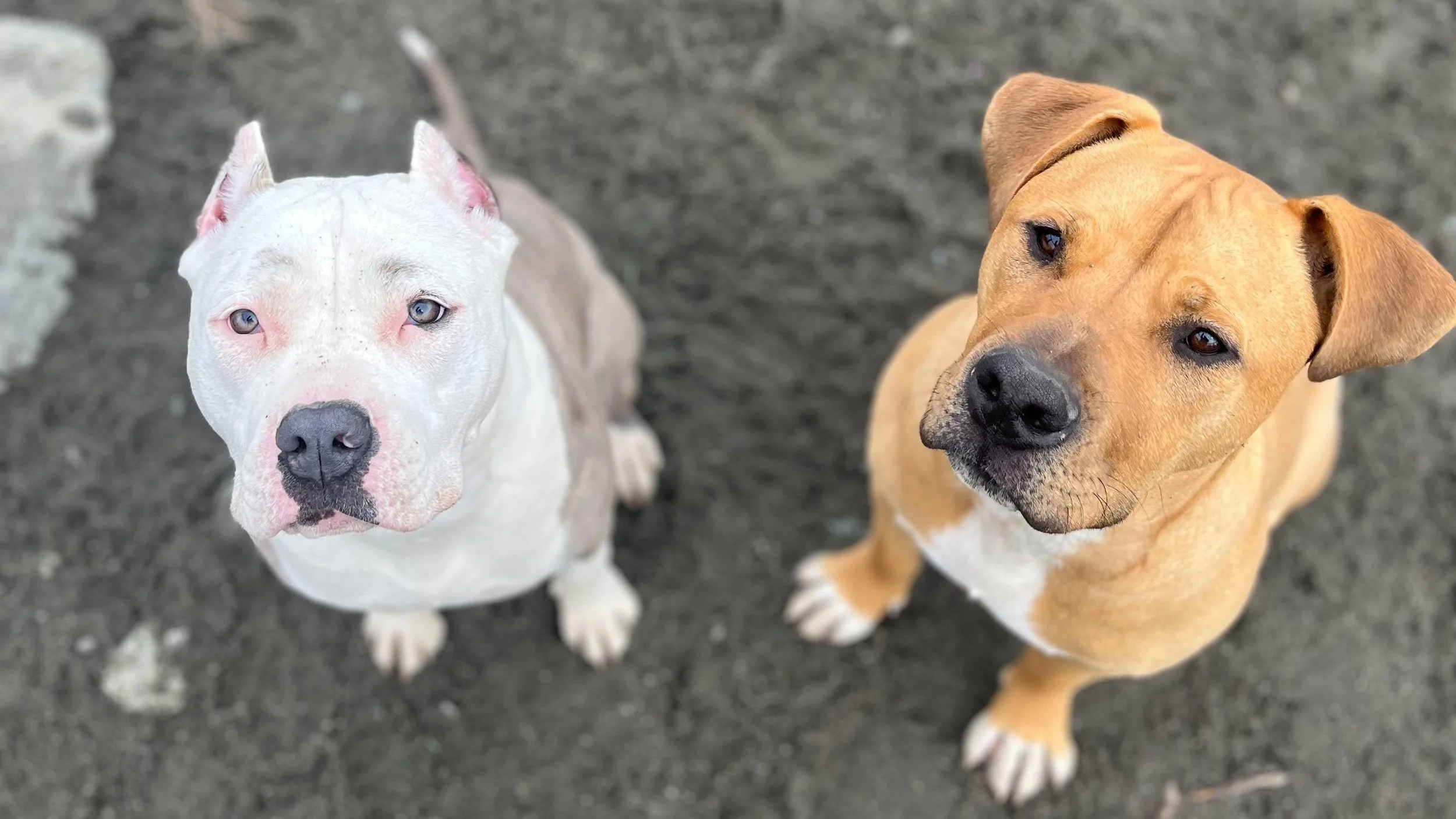 Book a Class — Posh Paws City Kennel