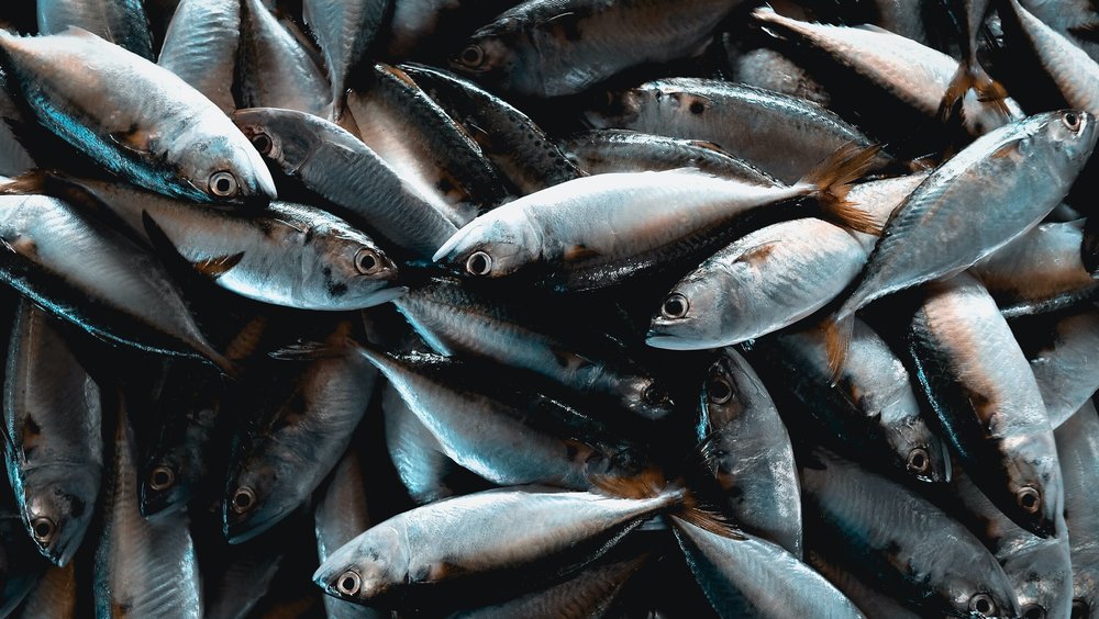 Allergy to Fish — NYC Allergy Doctor | Dr. Arthur Lubitz MD