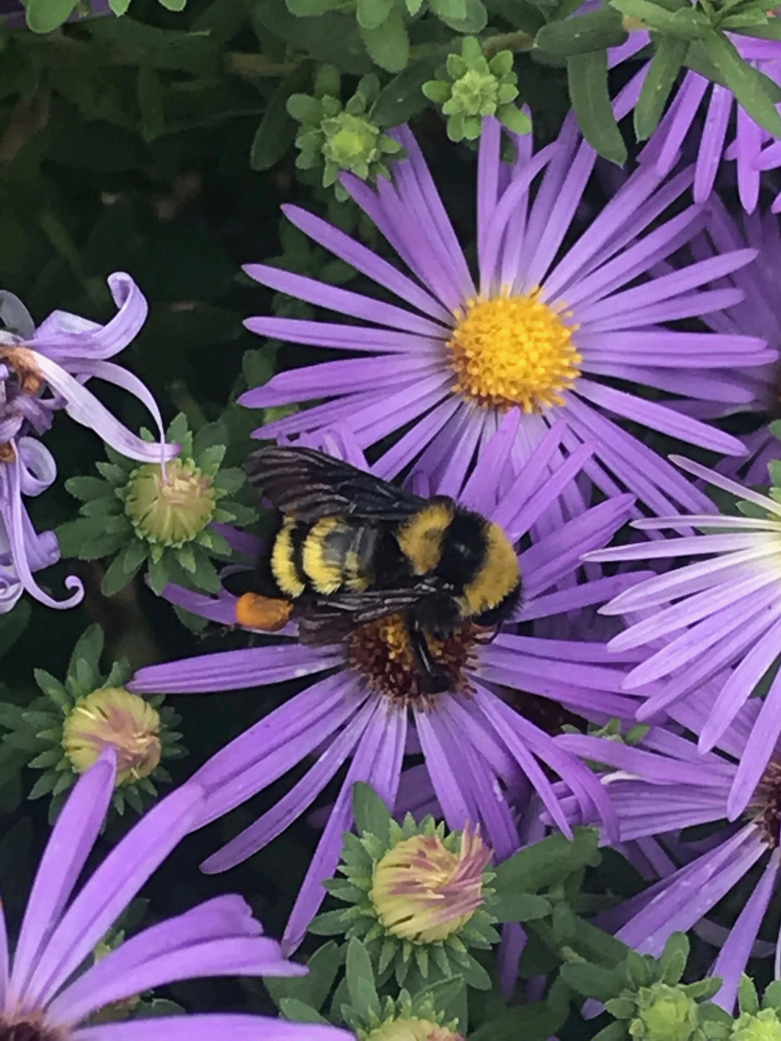 Spring Valley Flowers Fredericksburg Ohio | Best Flower Site