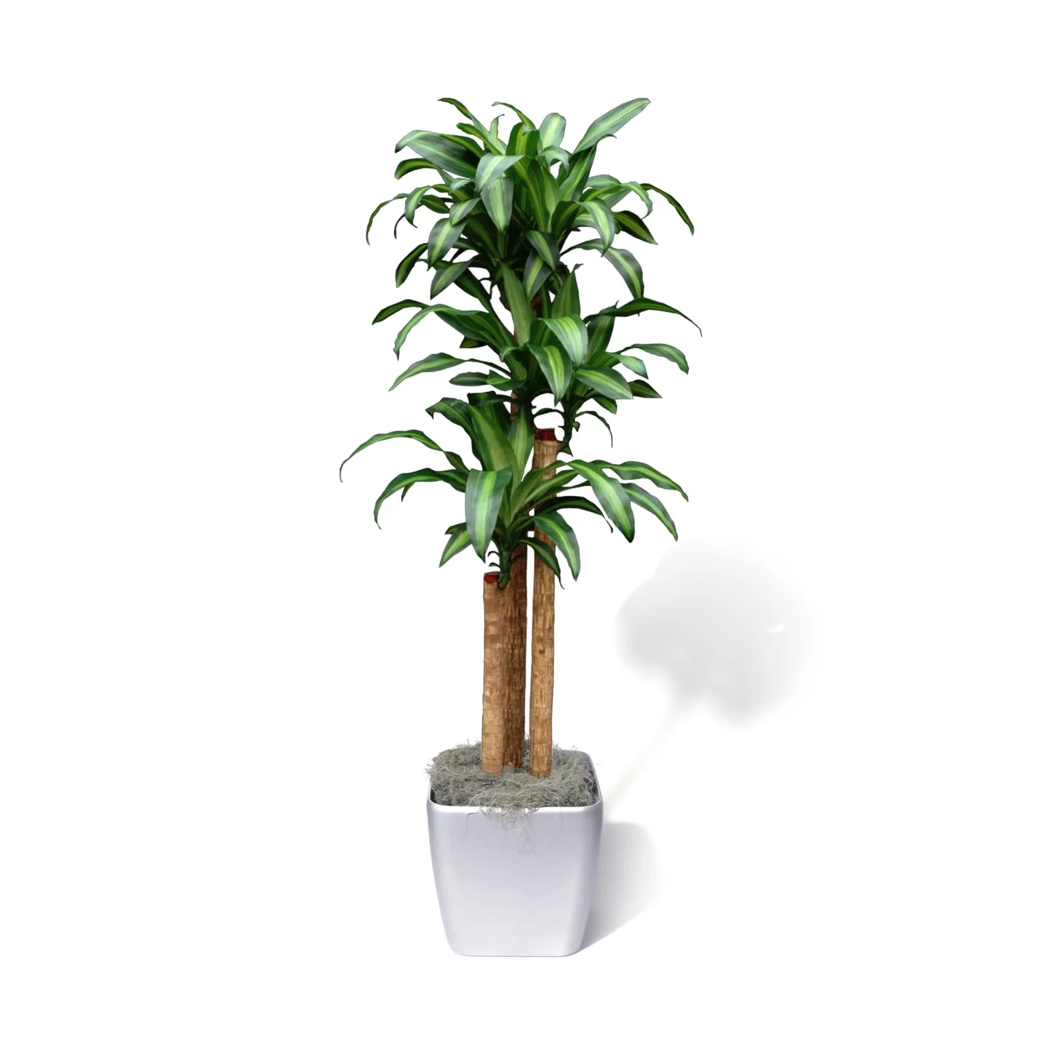 Plant Gallery | Chicago Office Plant Service, Rental & Maintenance ...