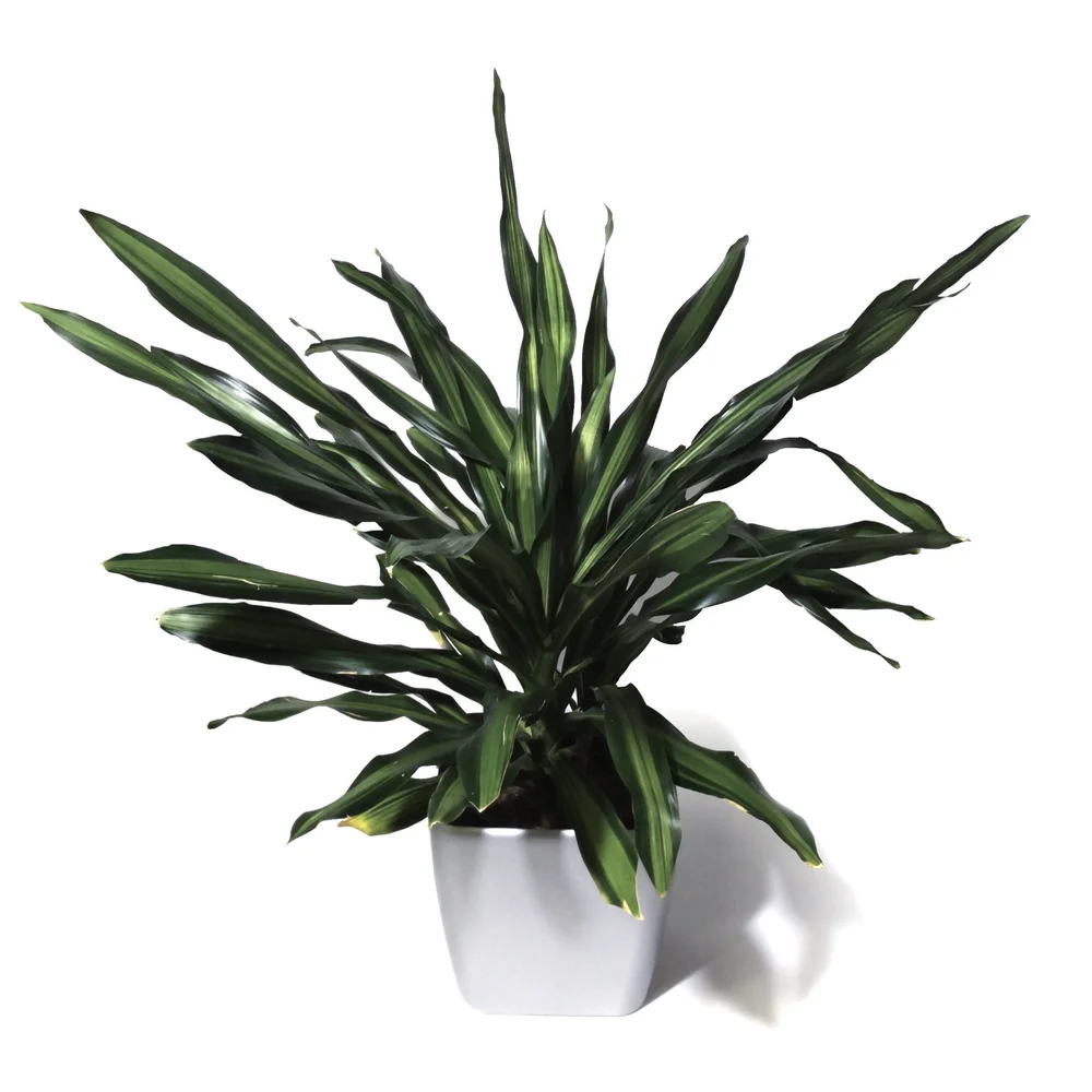 Plant Gallery | Chicago Office Plant Service, Rental & Maintenance ...