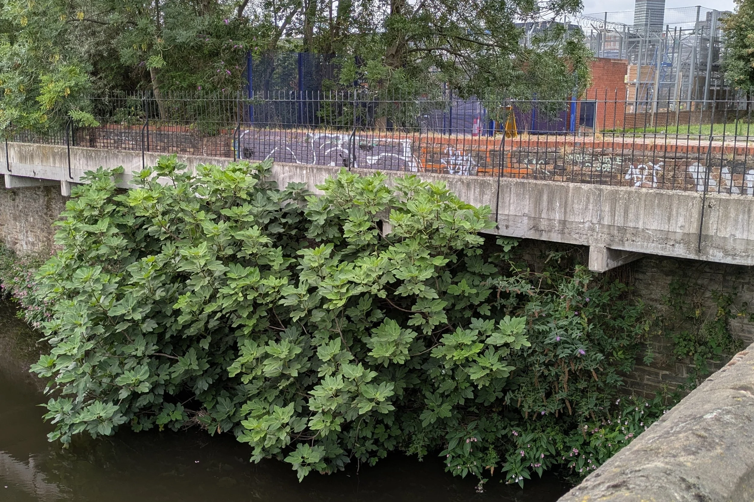 The fig trees of Neepsend — Kelham Island Walks