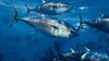 PEI Bluefin Tuna Charter