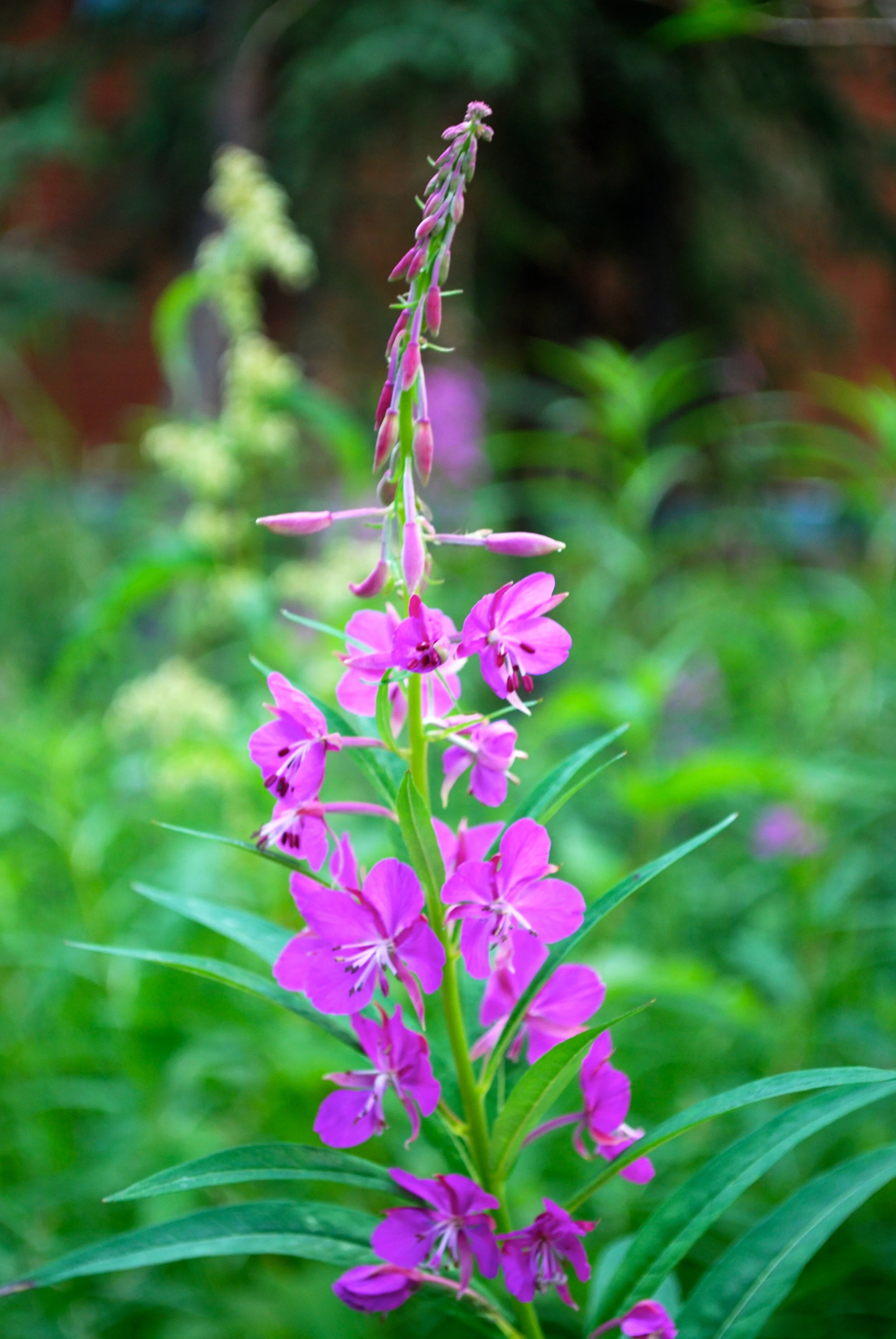 Fireweed Nutrition