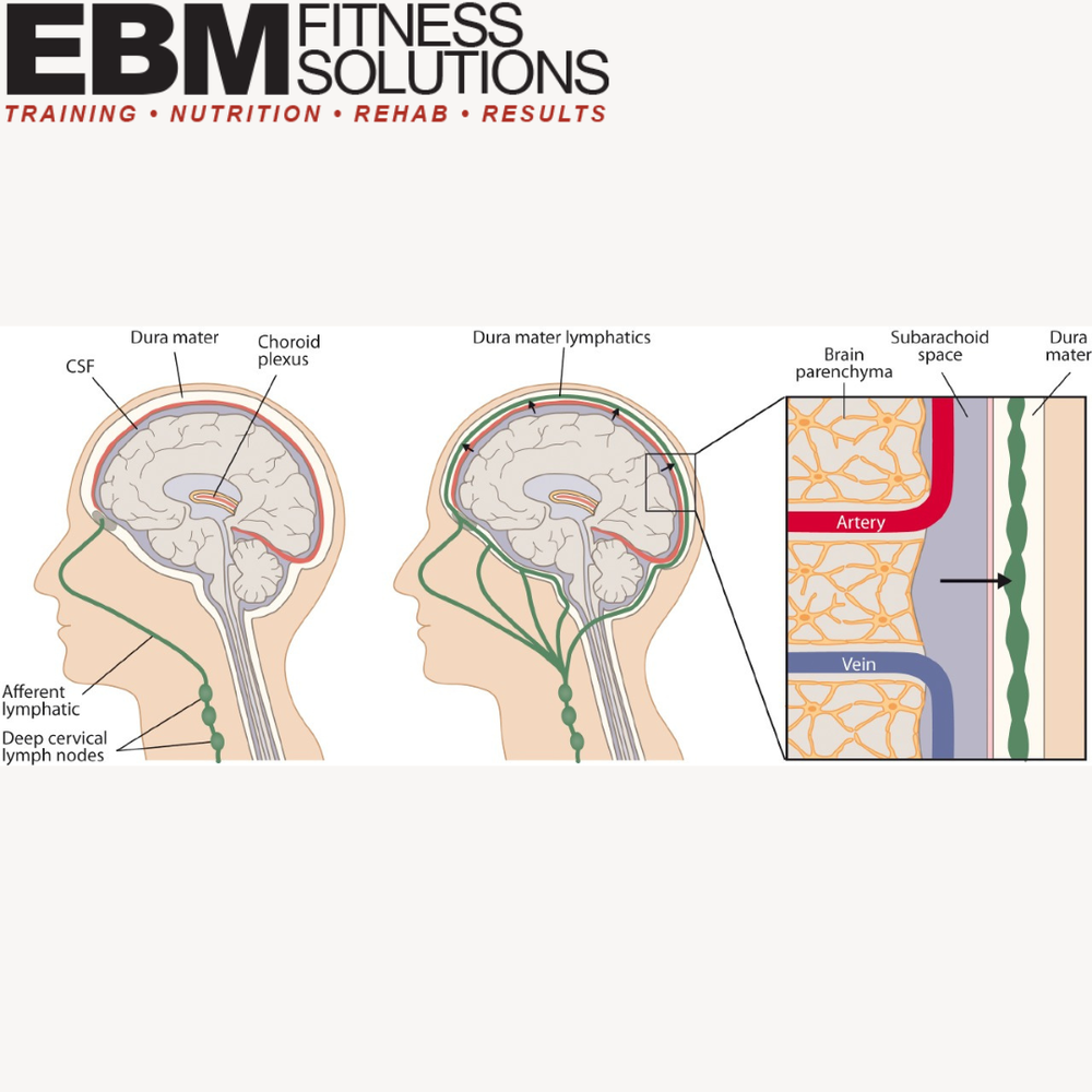 Cerebrospinal fluid may flush toxic waste out, “cleaning” the brain ...