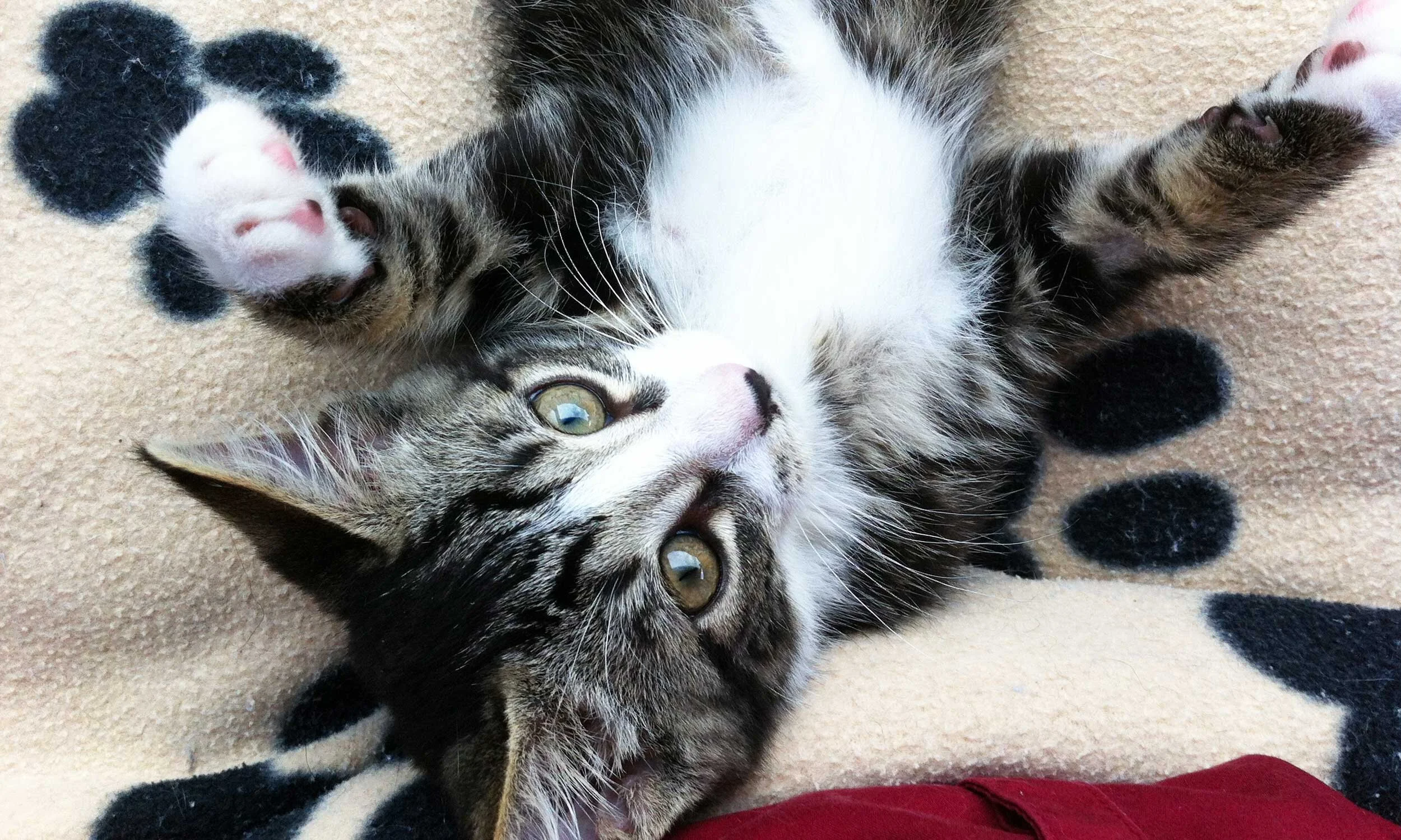 Our services — Sweet Pea Animal Hospital and Rescue