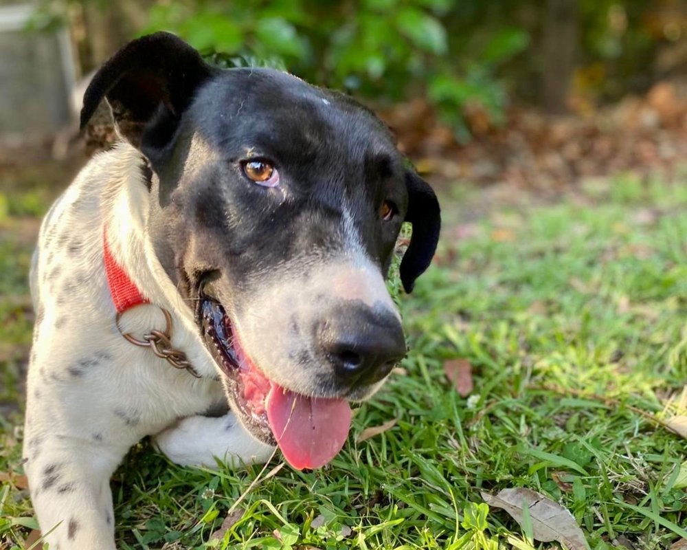 Adopt Lola! — Sweet Pea Animal Rescue