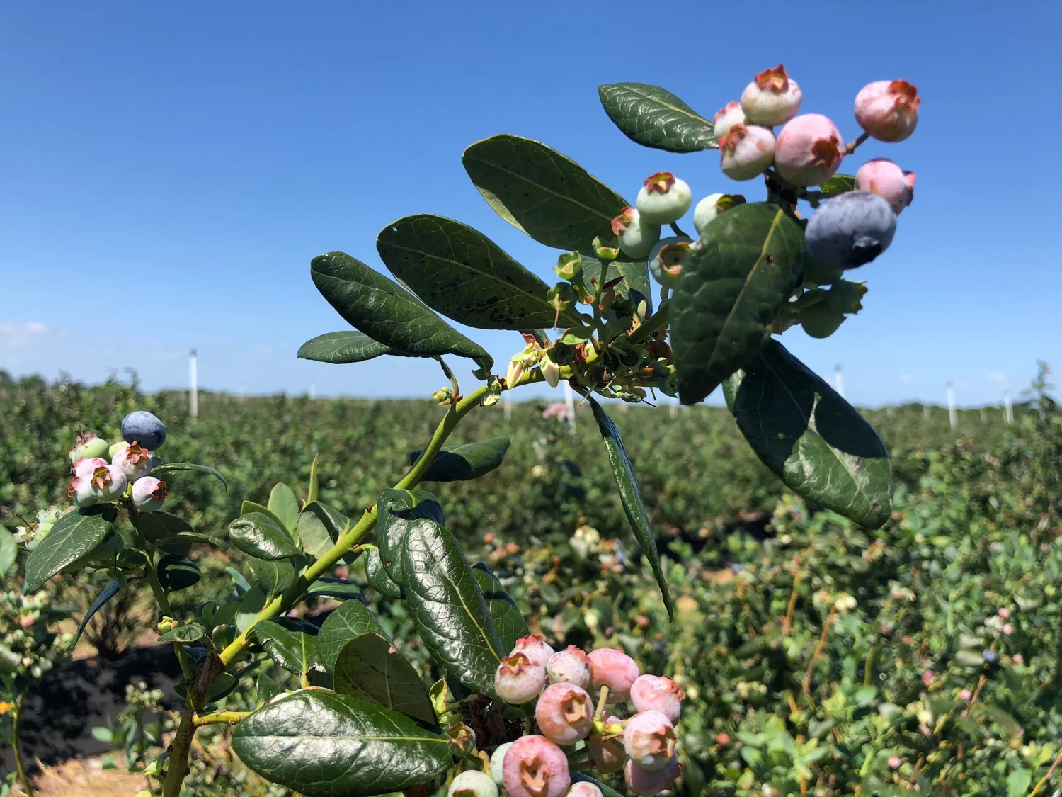 Blueberry Bunch Farm
