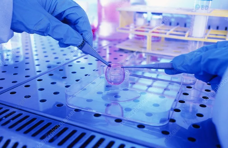 The Vast Benefits And Controversy Surrounding Stem Cell Research — Charger Press