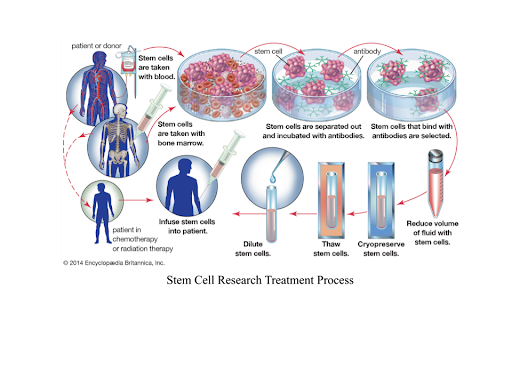 The Vast Benefits and Controversy Surrounding Stem Cell Research ...