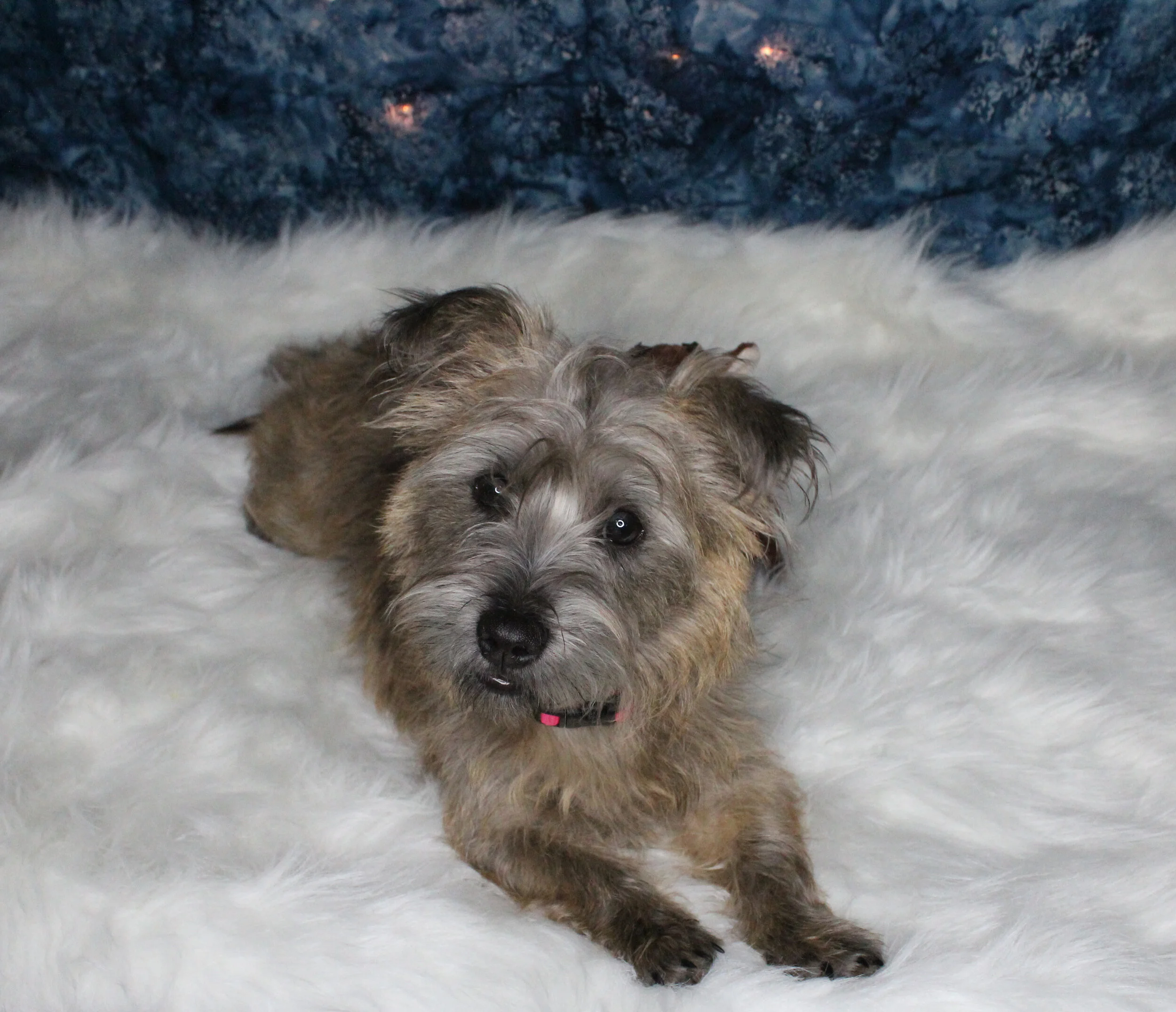 Services 2 — Friends of the Animals Shelter