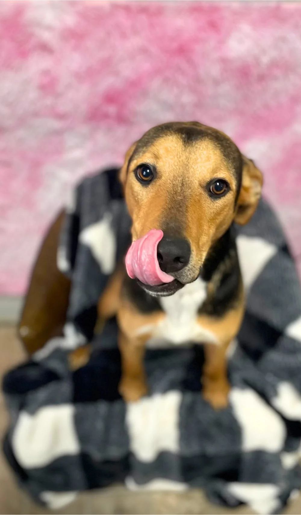 Friends of the Animals Shelter