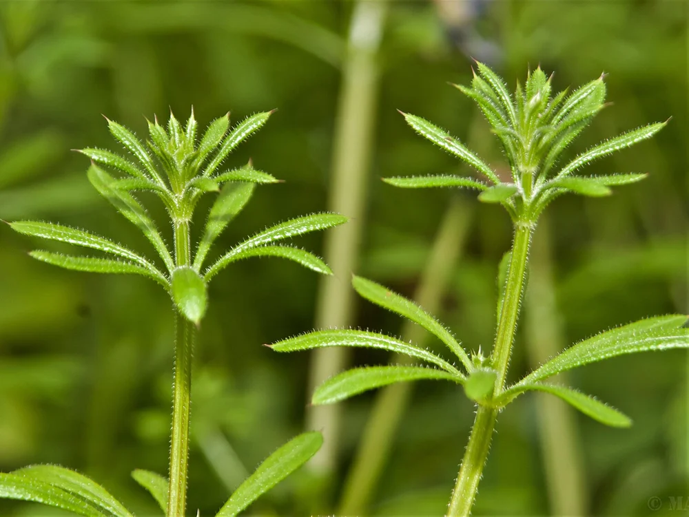 Cleavers Herb Profile | Mind Body Medical