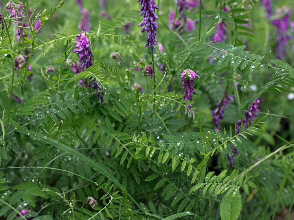 Astragalus Herb Profile and Recipes | Mind Body Medical