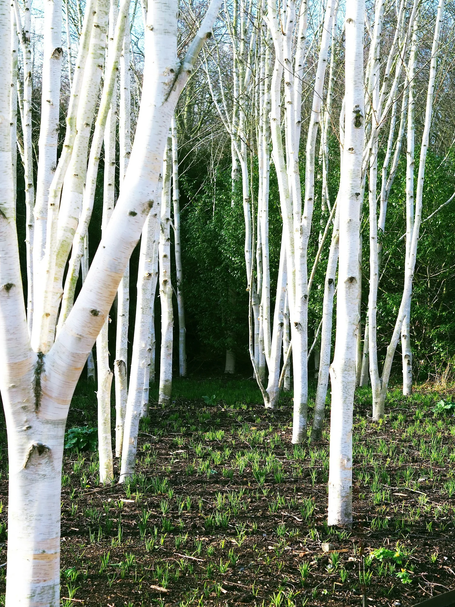 How to dry birch leaves and use them to make herbal teas | Mind Body ...