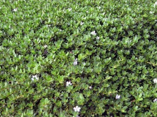 Brahmi Herb Profile | Mind Body Medical