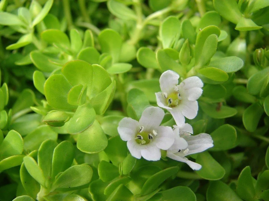 Brahmi Herb Profile | Mind Body Medical