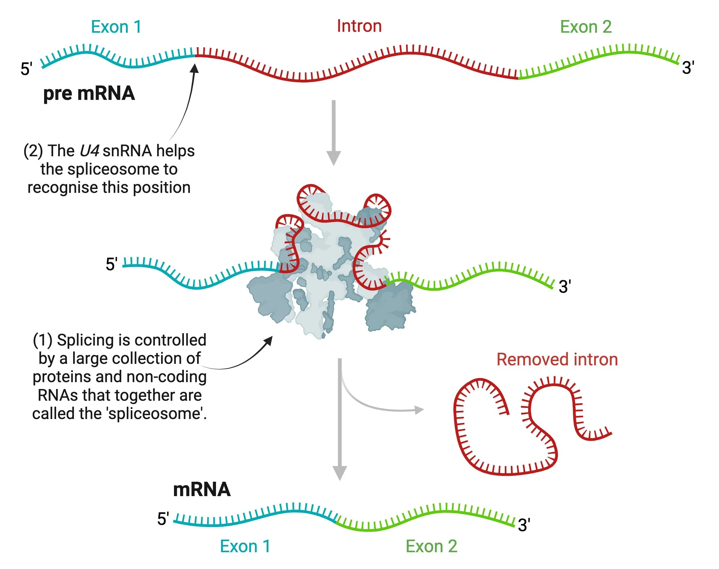 RNU4-2: the small gene with a very big impact — Computational Rare ...