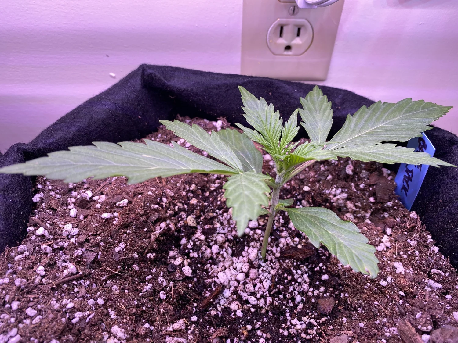 How to Germinate Weed Seeds | Simple Steps for Germination | Thunderbird Disco Homestead ...