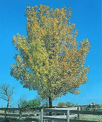 Photos — Seufer Tree Farm