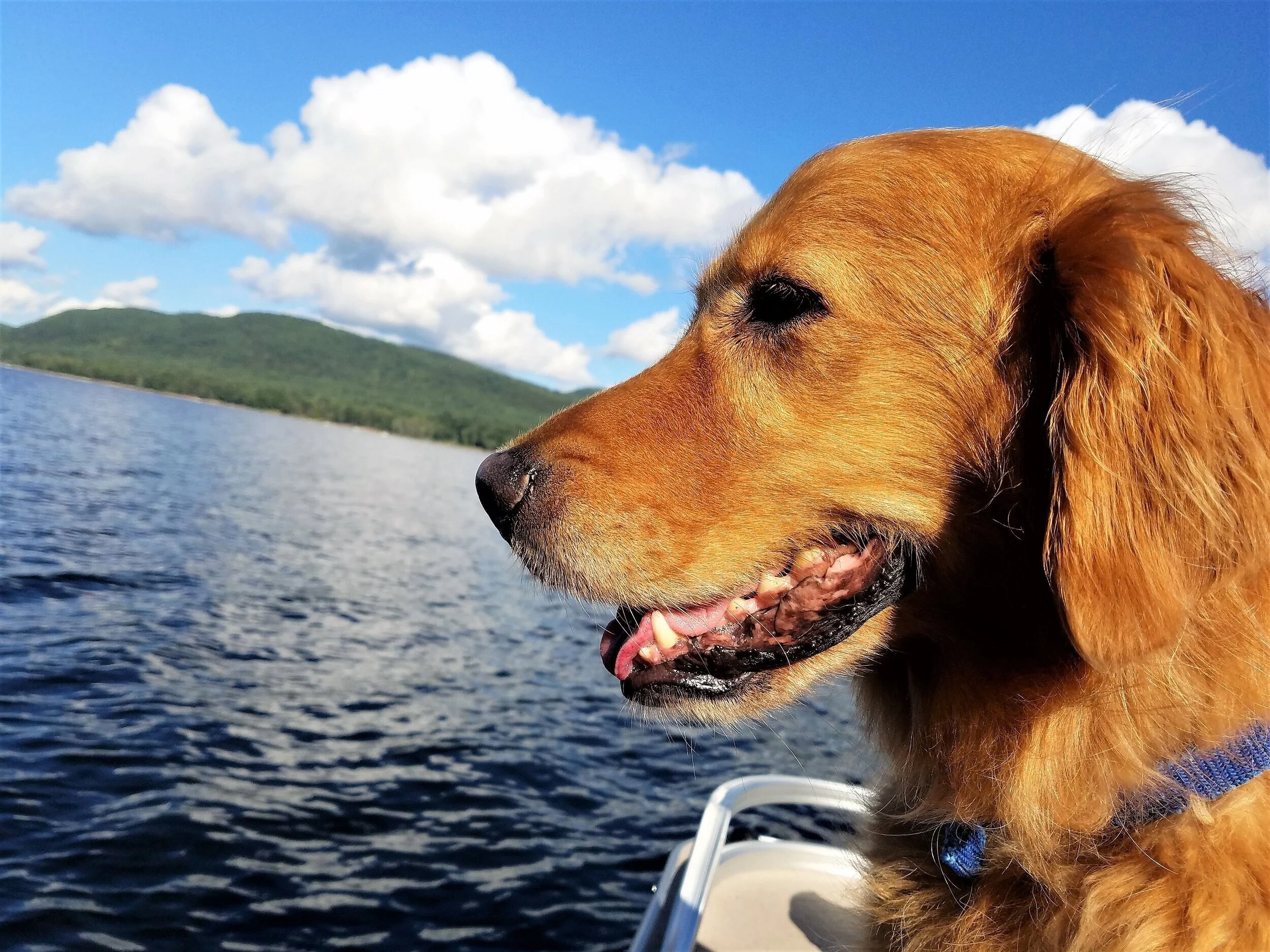 Healing with Dolly Lama: Finding God in Dog — Sacandaga Valley Arts Network