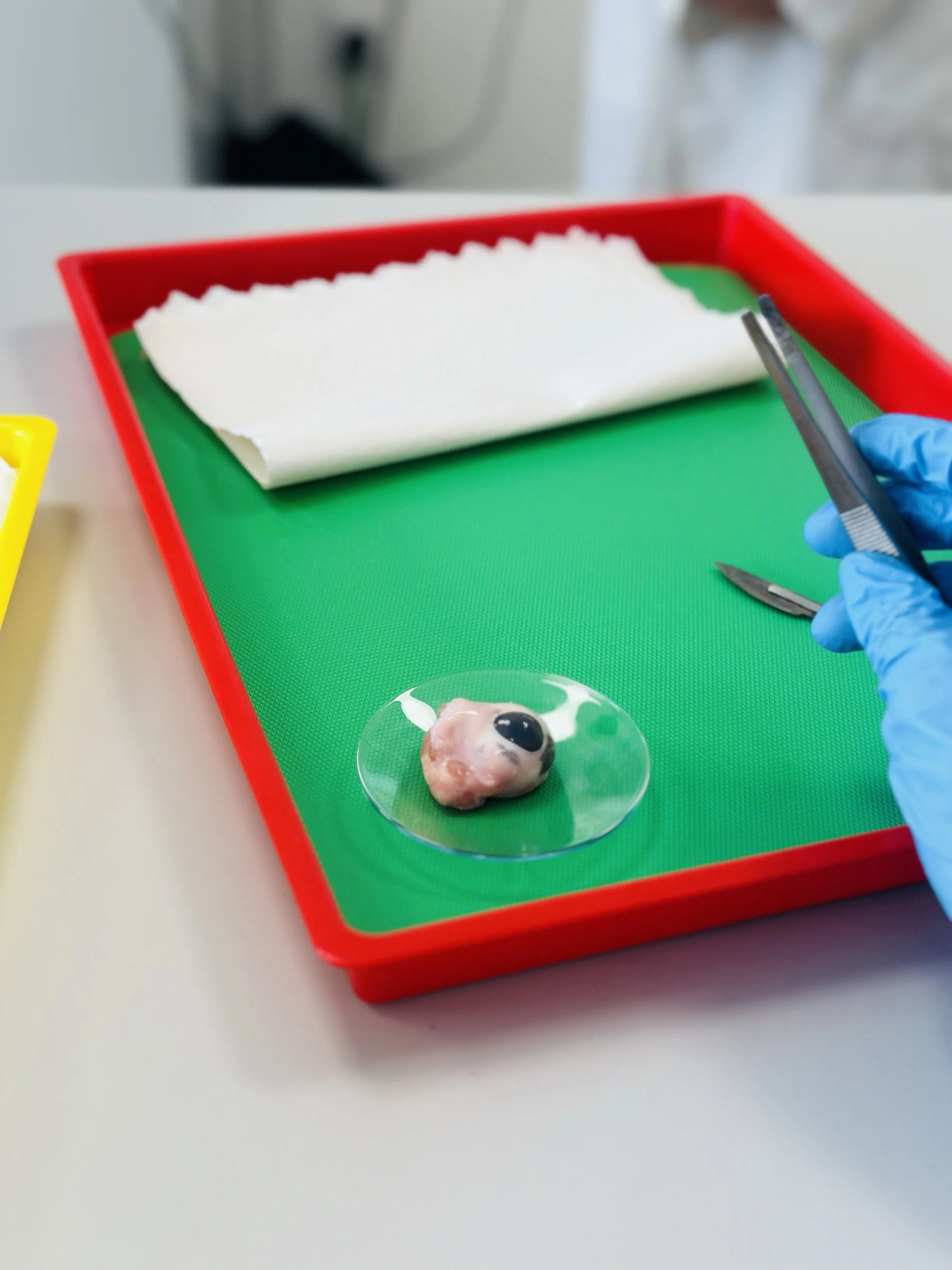Grade 10 Dives into Hands-On Biology with Eye Dissection | 10º ano em ...