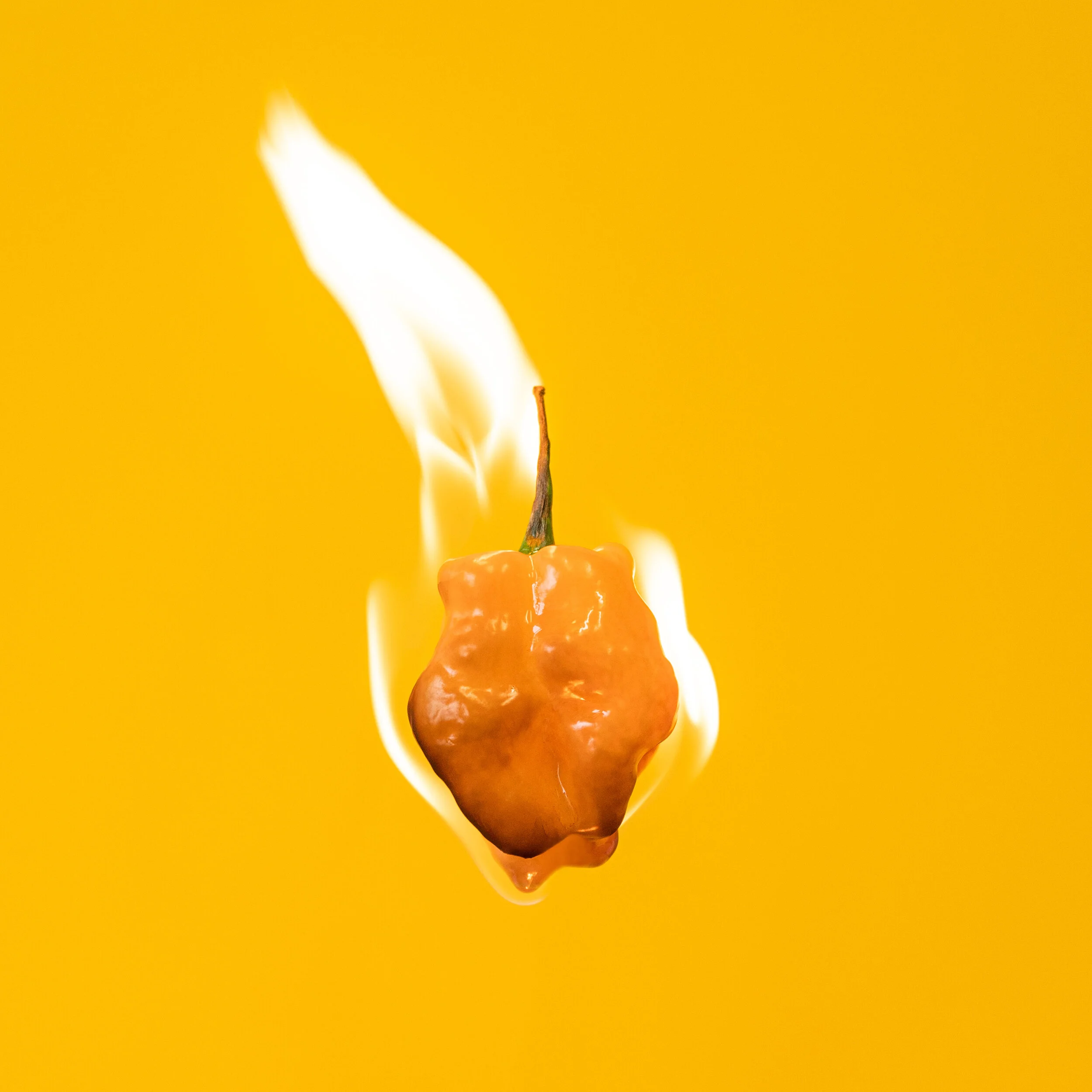 Pepper Nectar — St Pete Branding Agency - Hype Group