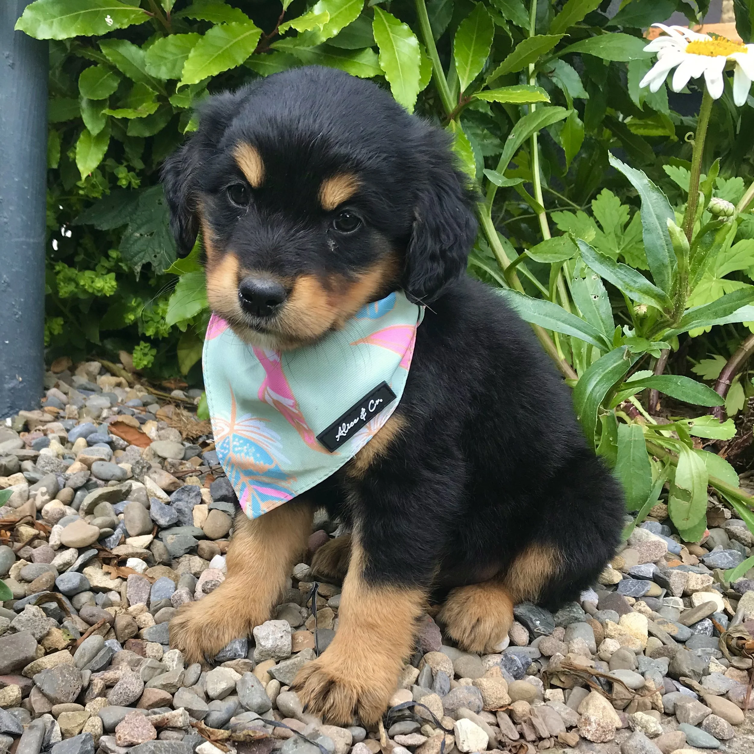 Puppies Available — Green Valley Kennel - Cavachon, Golden Retriever ...