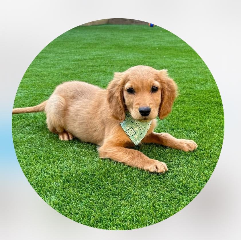 Green Valley Kennel - Cavachon, Golden Retriever and Golden Cocker ...