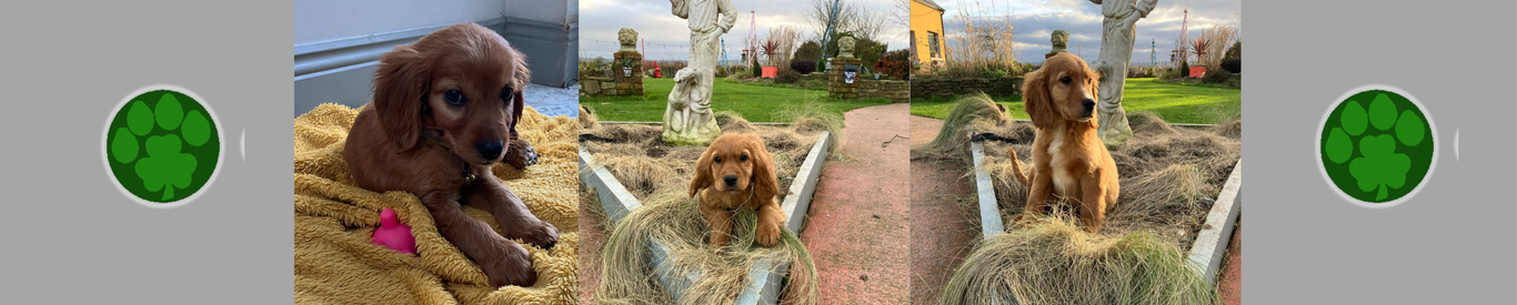 Puppies Available — Green Valley Kennel - Cavachon, Golden Retriever ...