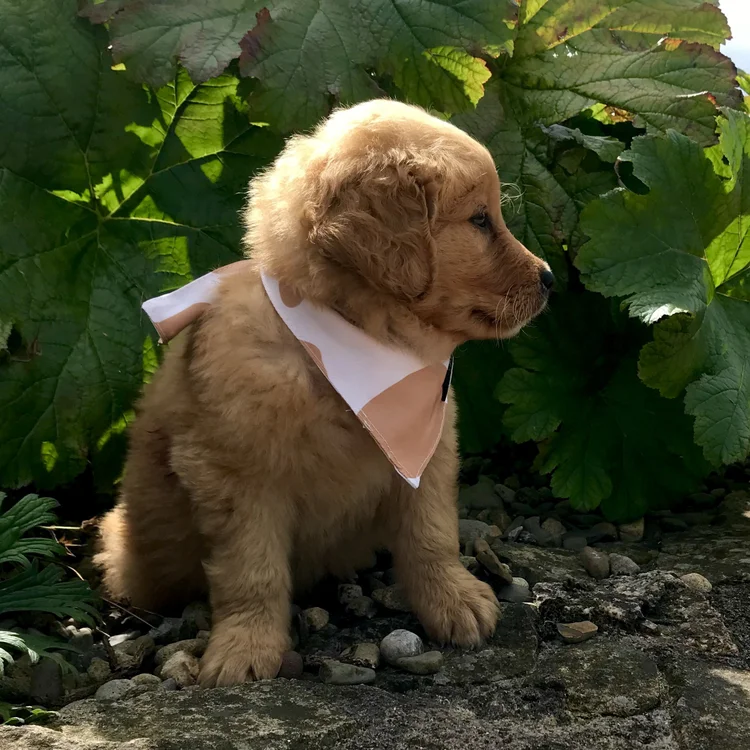 Puppies Available — Green Valley Kennel - Cavachon, Golden Retriever ...