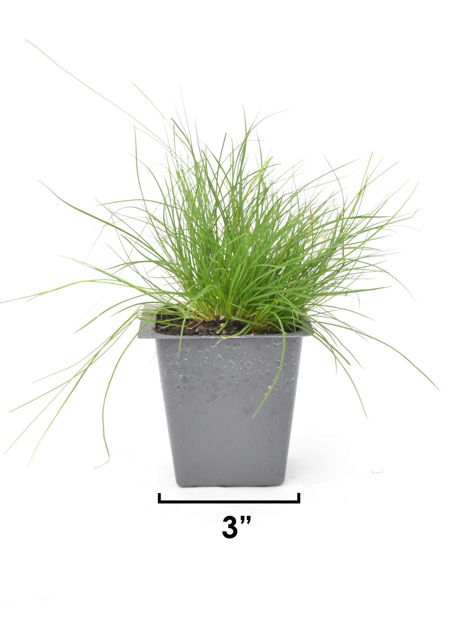 Fox Sedge (Carex vulpinoidea) 3-pack of pots — Blazing Star Gardens