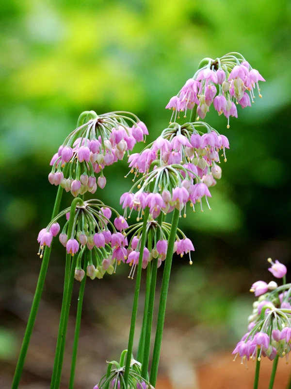 Nodding Onion (Allium cernuum) 3-pack of pots — Blazing Star Gardens