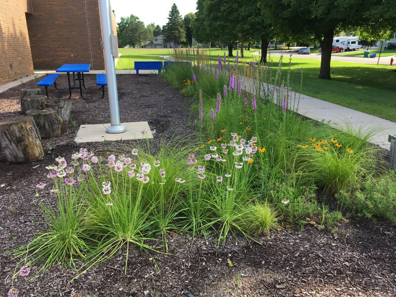 Prairie Onion (Allium stellatum) 3-pack of pots — Blazing Star Gardens