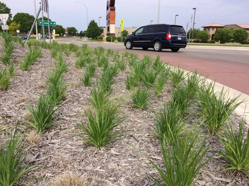 Prairie Onion (Allium stellatum) 3-pack of pots — Blazing Star Gardens